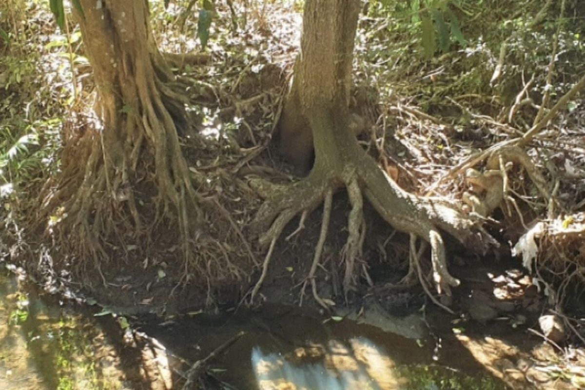The Impact of Stormwater – Sediment – Stormwater Shepherds