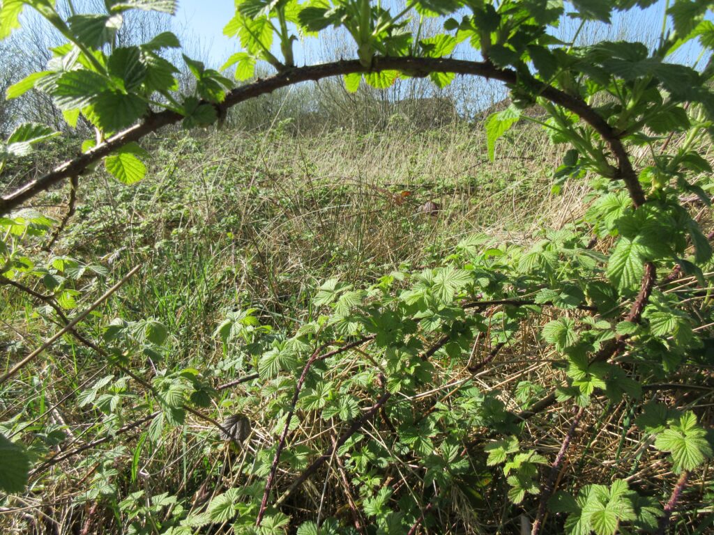 Can we really put a value on nature? Is it the right thing to do ...