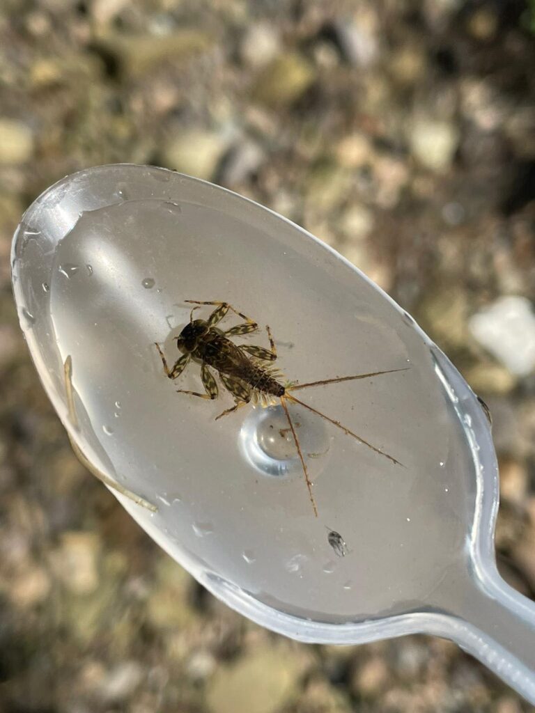 Riverfly sampling in the River Lostock – Stormwater Shepherds